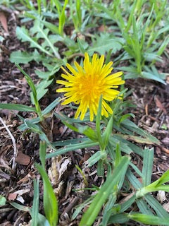 The Wild Dandelion | Reclaim Your Joy with Bach Flower Essences